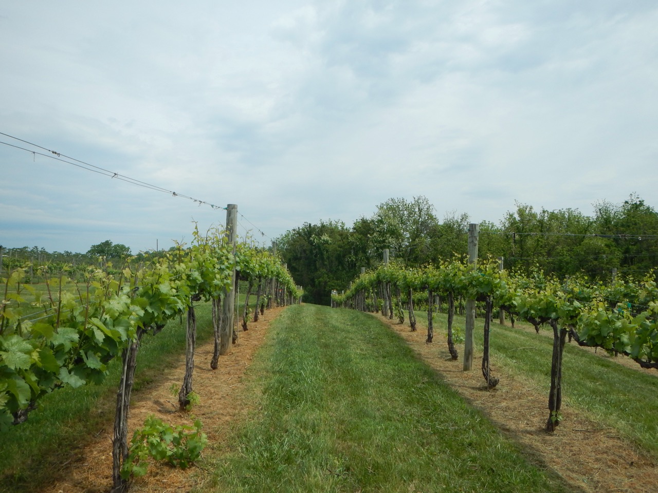 Electric and High Tensile Fence - Vineyard Trellising Wire - Eagle ...